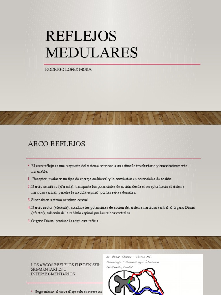 Reflejos Medulares | PDF | Médula espinal | Codo