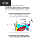Tipos y Funciones de los Resonadores Vocales | PDF | Sonido | Boca