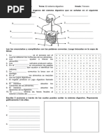 Sopa de Letras Sistema Digestivo | PDF