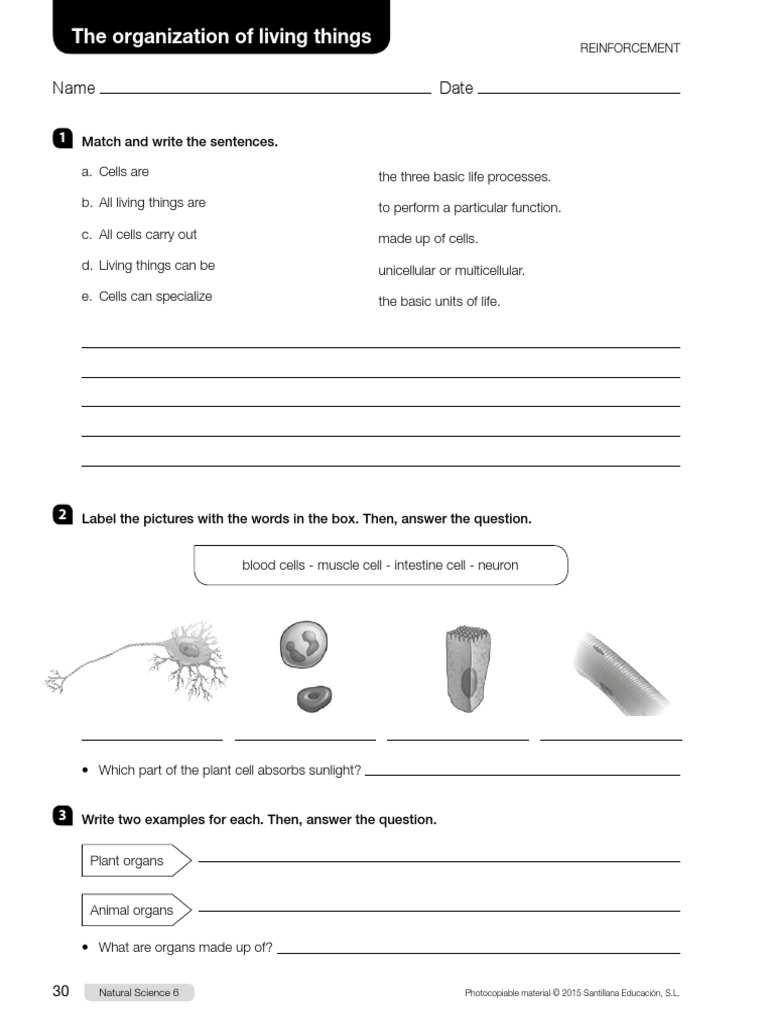 The Organization of Living Things | PDF | Tissue (Biology) | Cell (Biology)