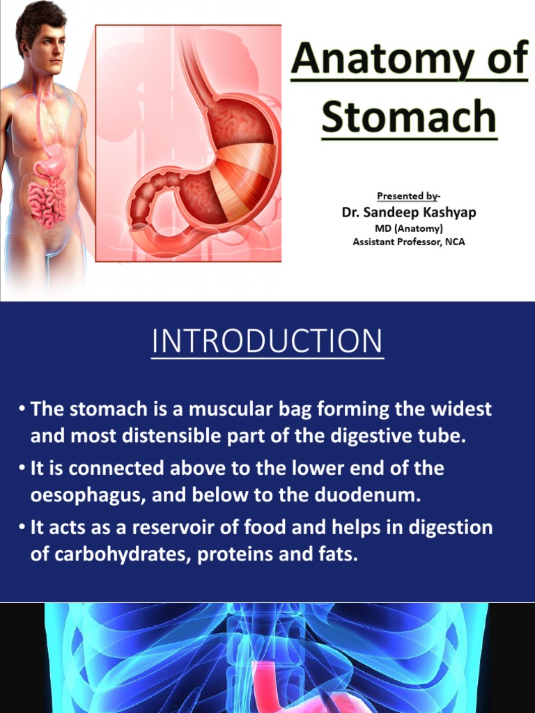 Anatomy of the Stomach: A Comprehensive Review of its Location ...