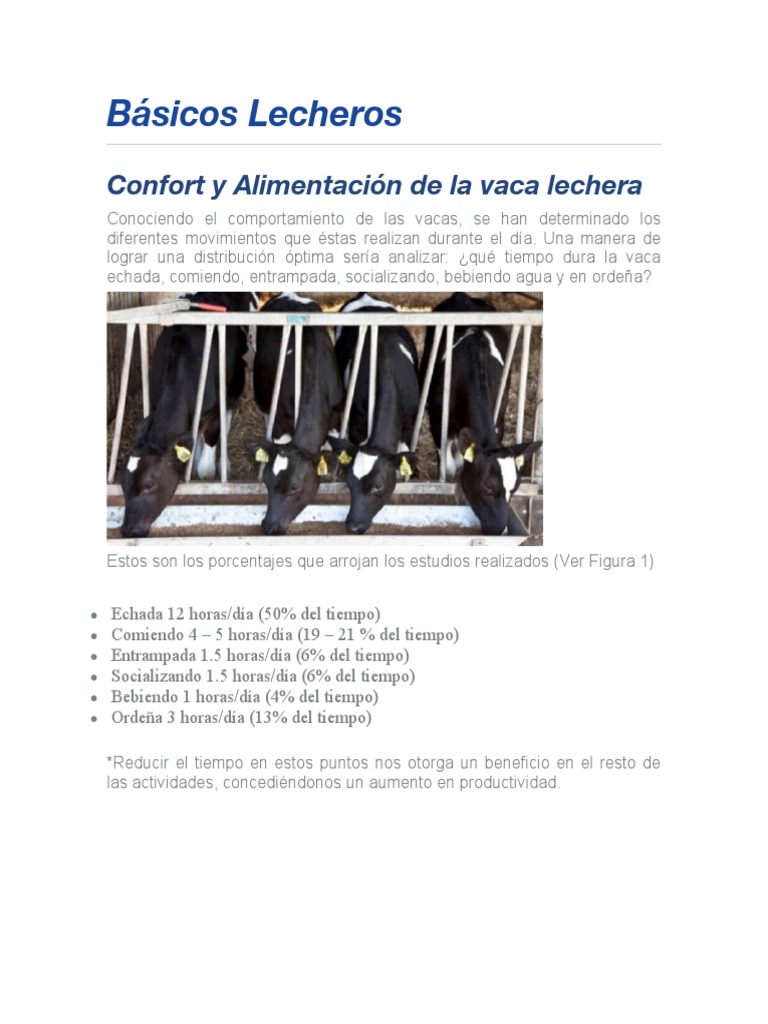 Confort y Alimentacion de La Vaca Lechera | PDF | Vacas | Alimentos