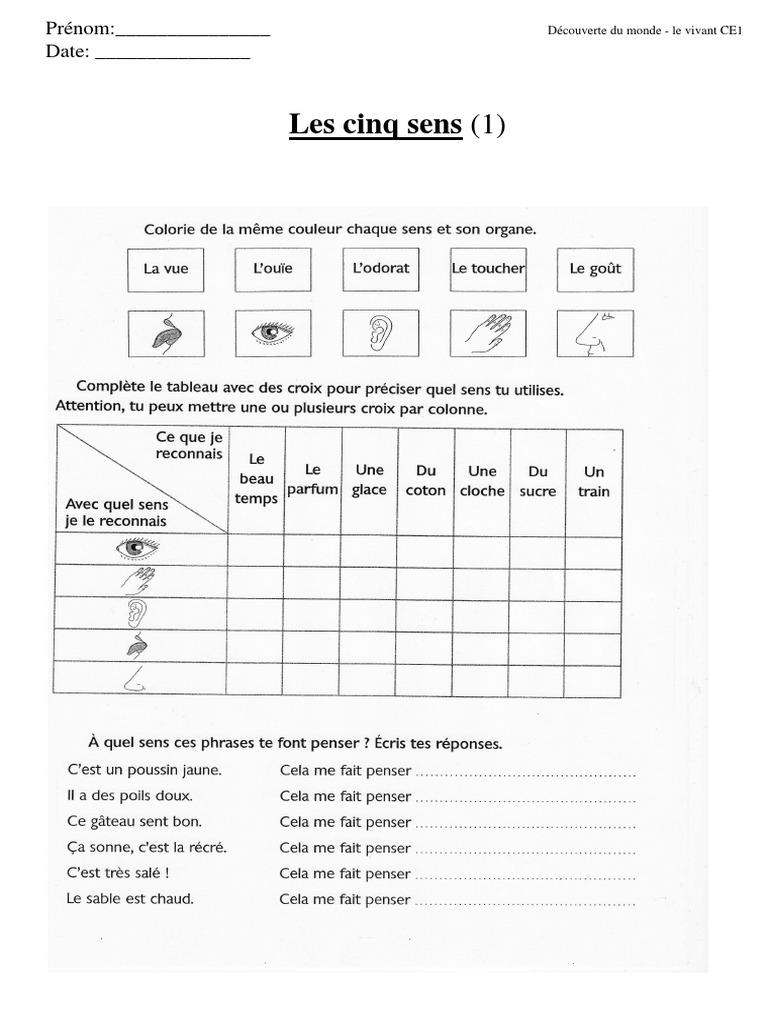 Fiches Les 5 Sens | PDF | Sens (physiologie)