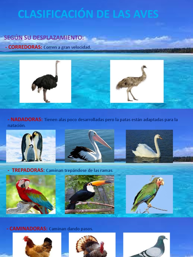Clasificación de Las Aves | PDF