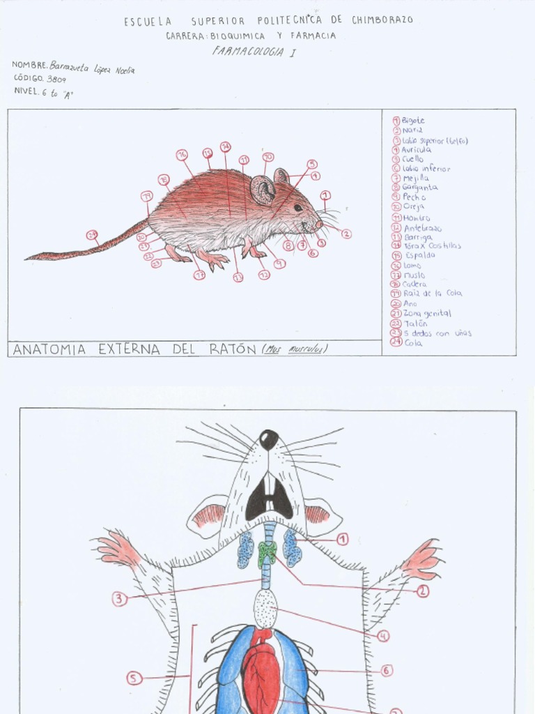 Anatomia Ratones - Barrazueta Noelia | PDF