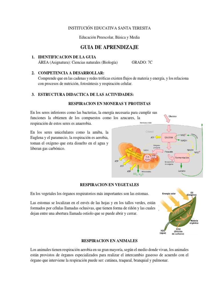 2da Guia de Biologia (7C) | PDF | Branquia | Respiración
