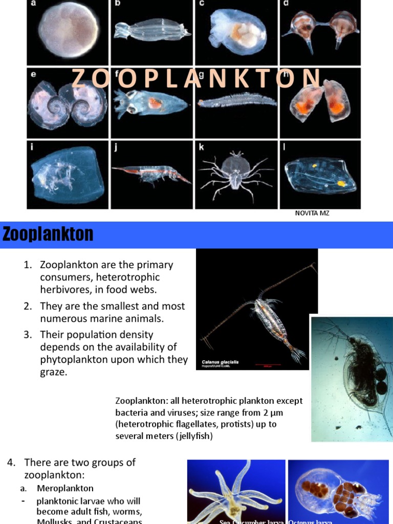 7 Zooplankton | PDF | Plankton | Oceanography