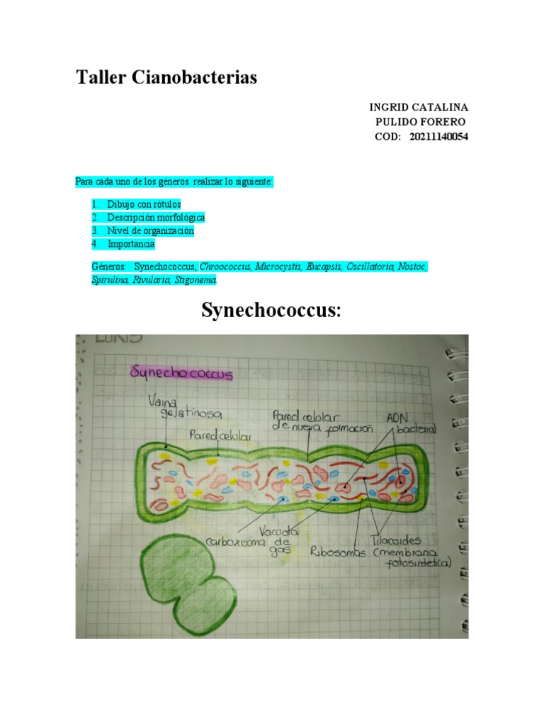 Dibujo y Partes de Cianobacterias | PDF | Cianobacterias | Organismos