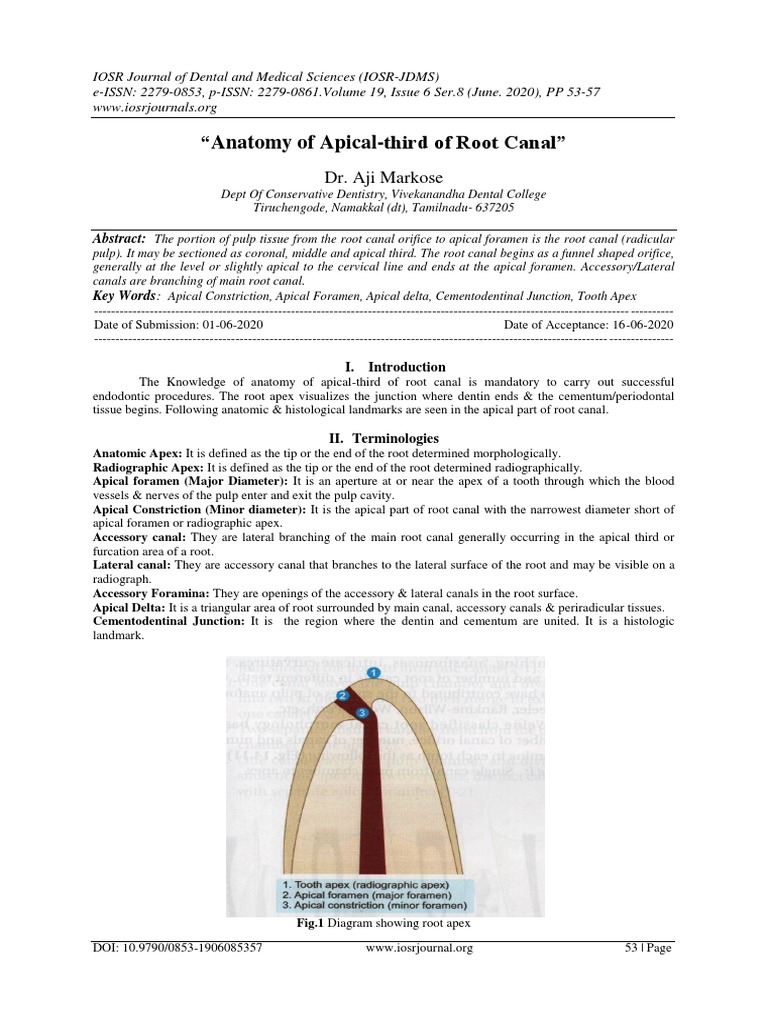 Anatomy of Apical-Third of Root Canal | PDF | Tooth | Mouth