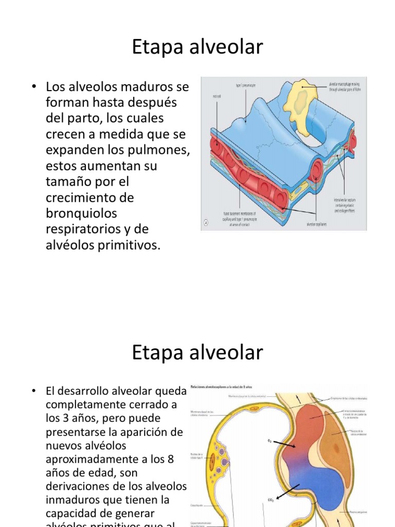 Etapa alveolar