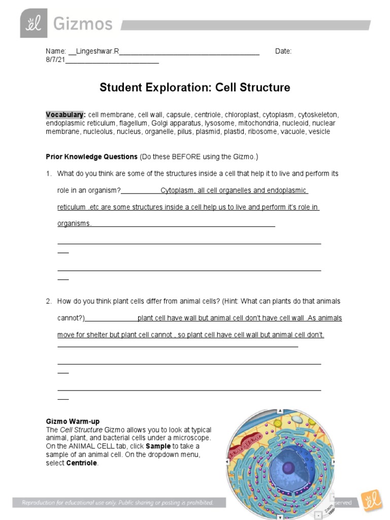Student Exploration: Cell Structure | PDF | Cell (Biology) | Eukaryotes