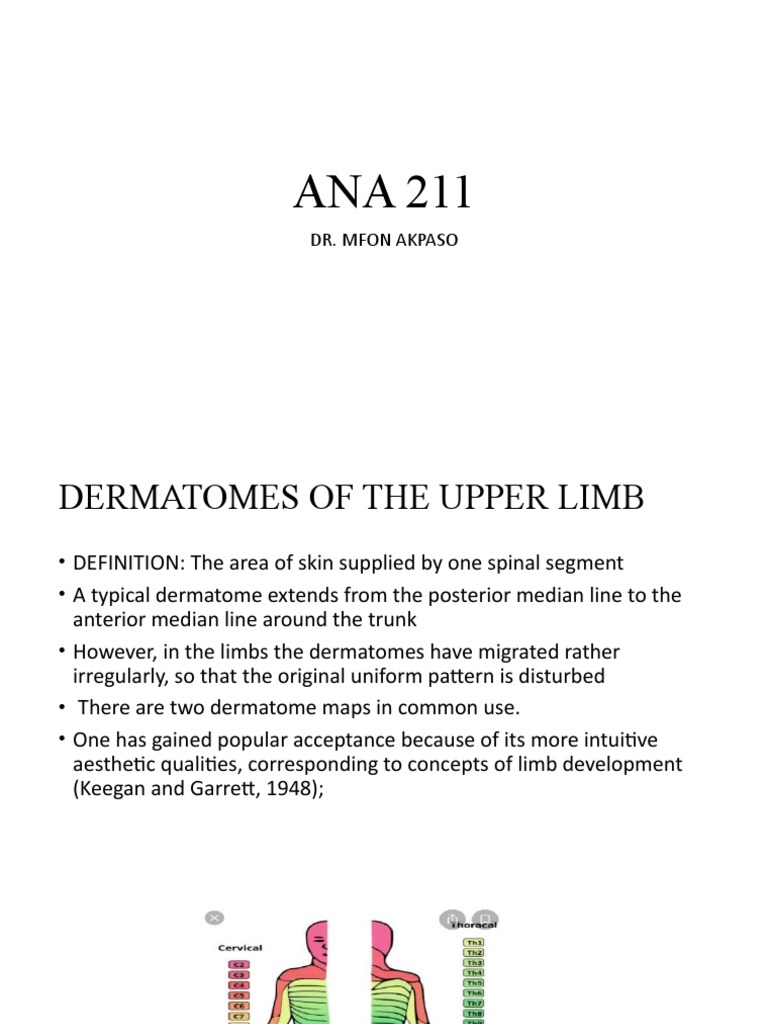 Upper Limb Dermatome Overview | PDF | Arm | Lymphatic System