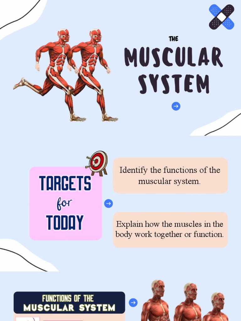 Lesson 2 - Muscular System | PDF | Wellness
