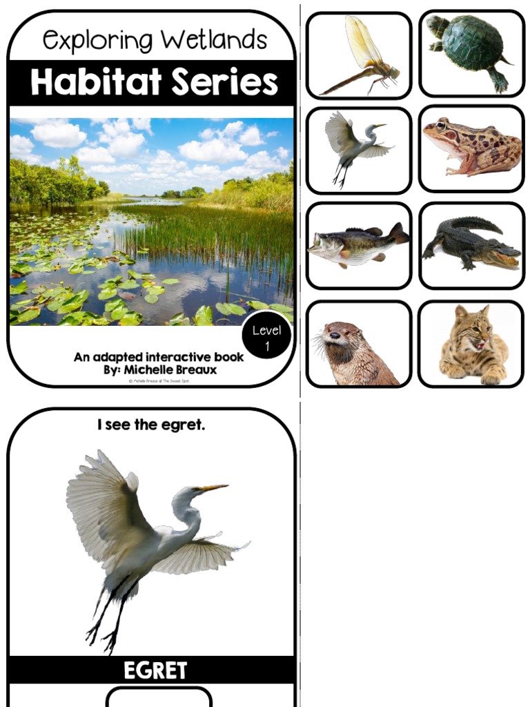 Habitat Series: Exploring Wetlands | PDF | Wetland