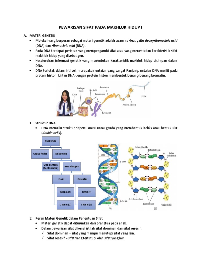 Pewarisan Sifat Pada Makhluk Hidup I | PDF