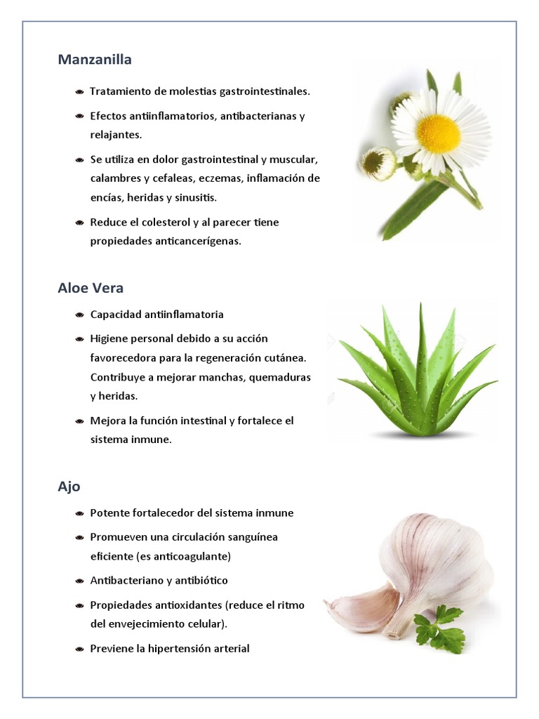 Plantas Medicinales | PDF