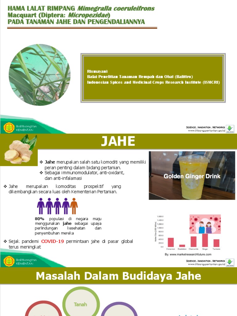 Pengendalian Hama Lalat Rimpang Jahe | PDF