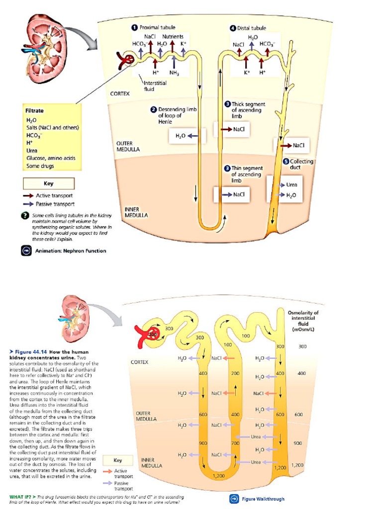 Nephron | PDF