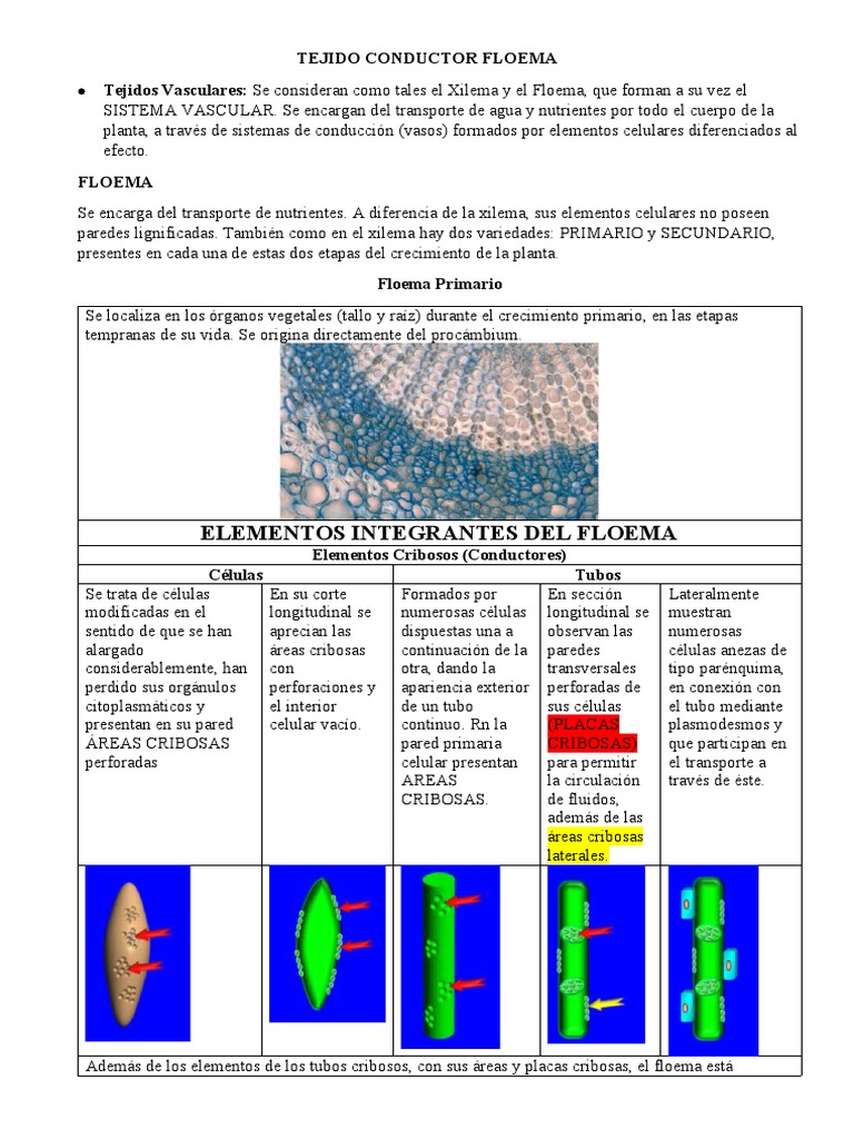 Tejido Conductor Floema | PDF | Tejido (biología) | Plantas