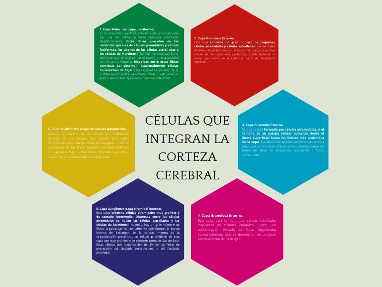 Células Que Integran La Corteza Cerebral | PDF | Célula piramidal ...