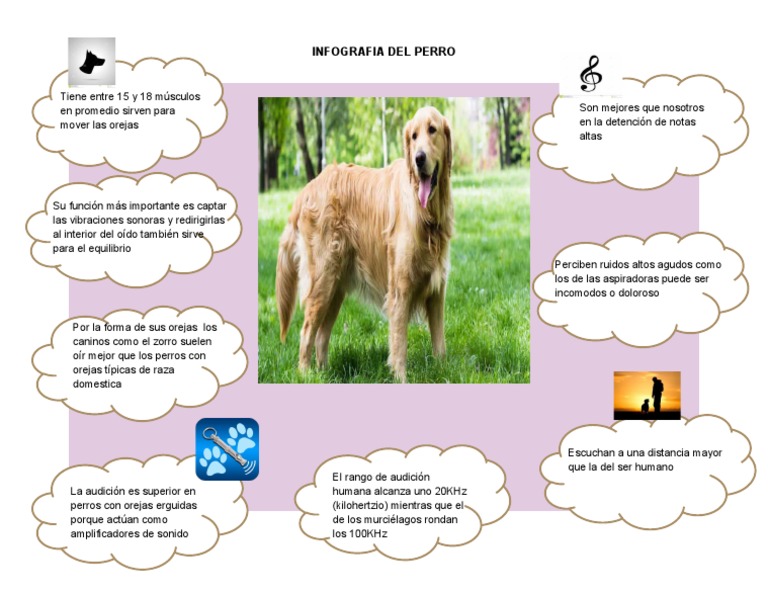 Infografia Del Perro | PDF