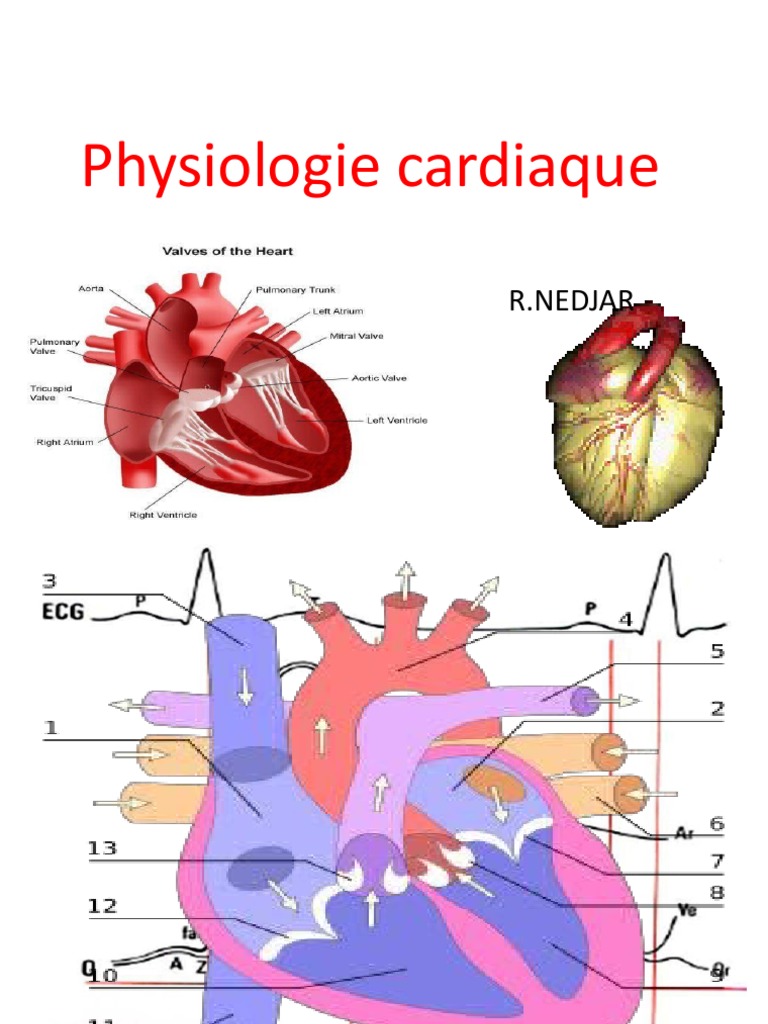 Physiologie Cardiaque | PDF | Cœur | Valve cardiaque