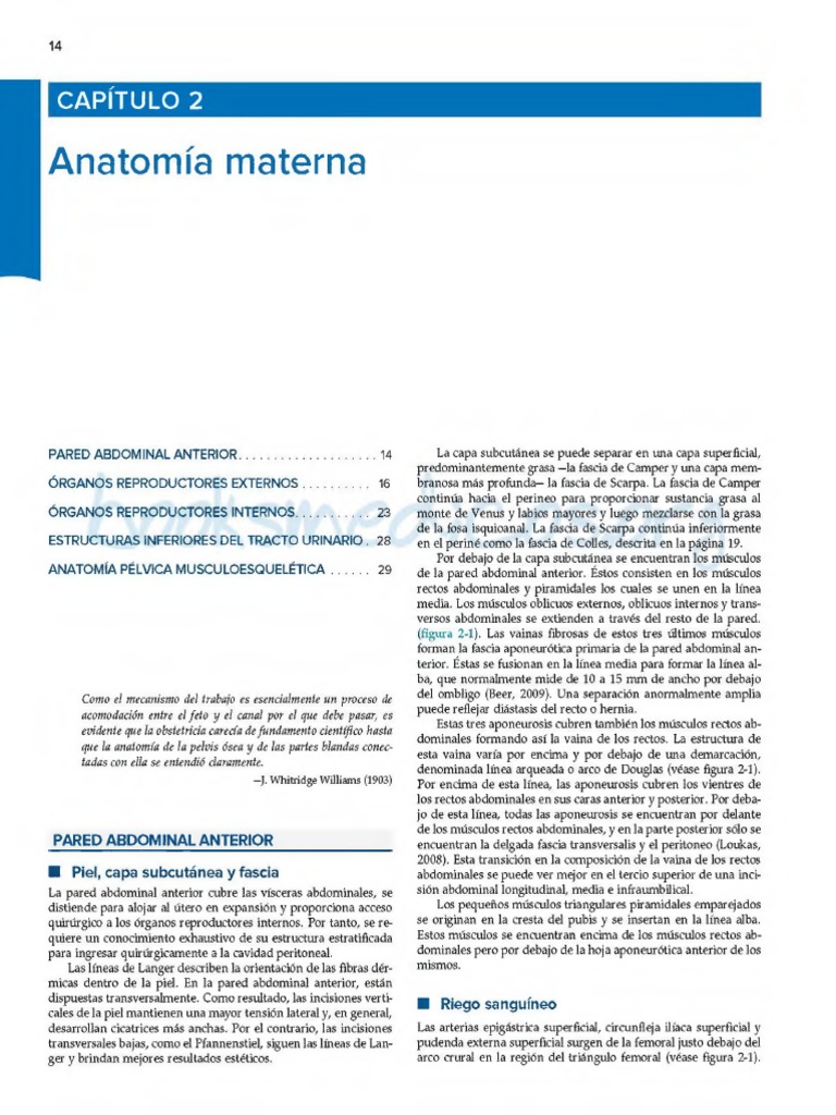 Anatomia Materna | PDF | Vagina | Abdomen