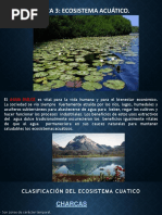 Ecosistemas Lénticos y Lóticos | PDF | Ecosistema | lago