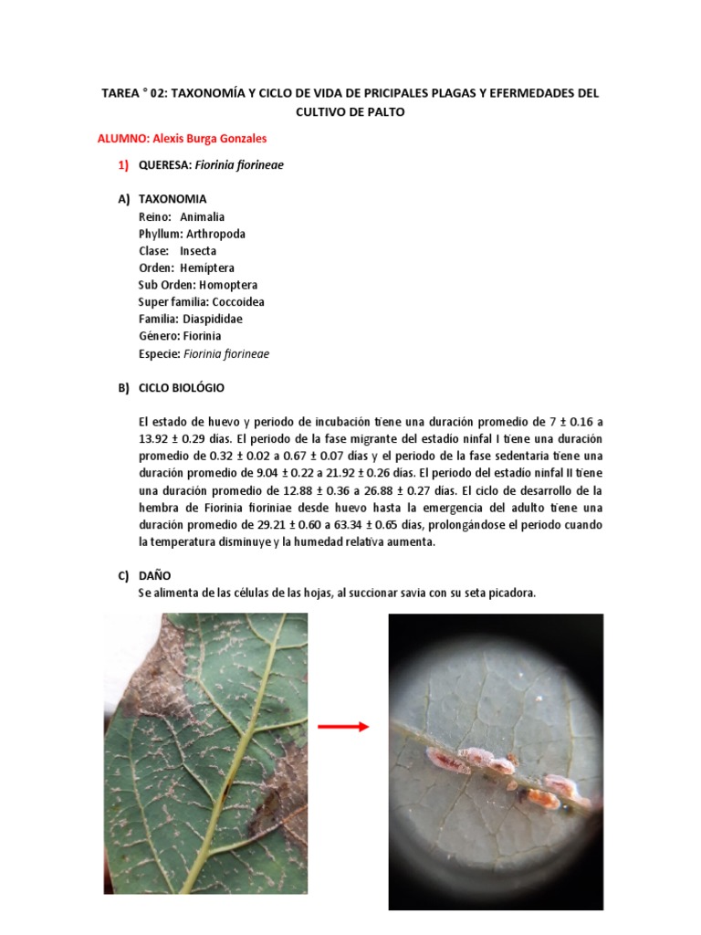 Tarea #02 Taxonomía de Plagas y Enfermedades - Palto | PDF | Botánica | Biología