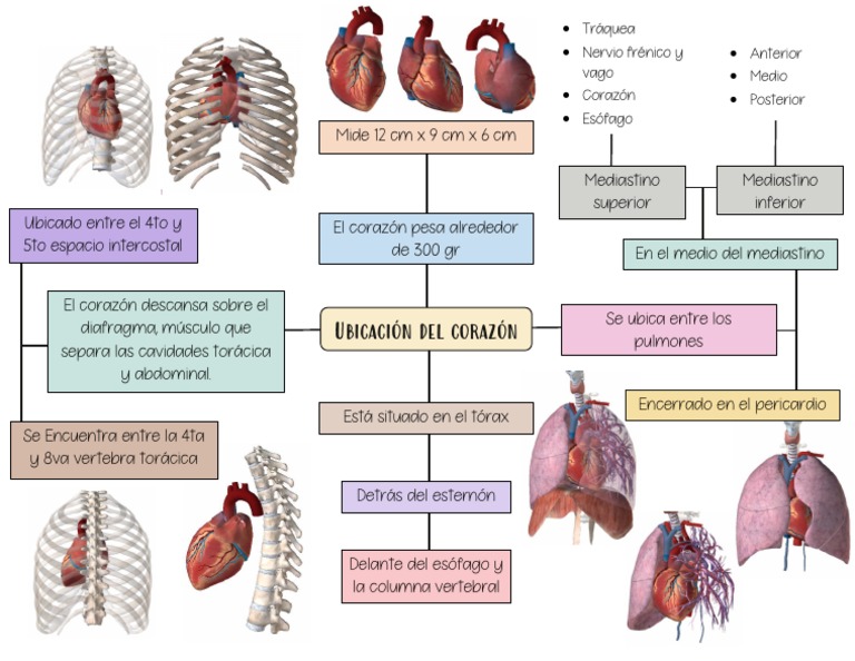 Ubicacion Del Corazon | PDF