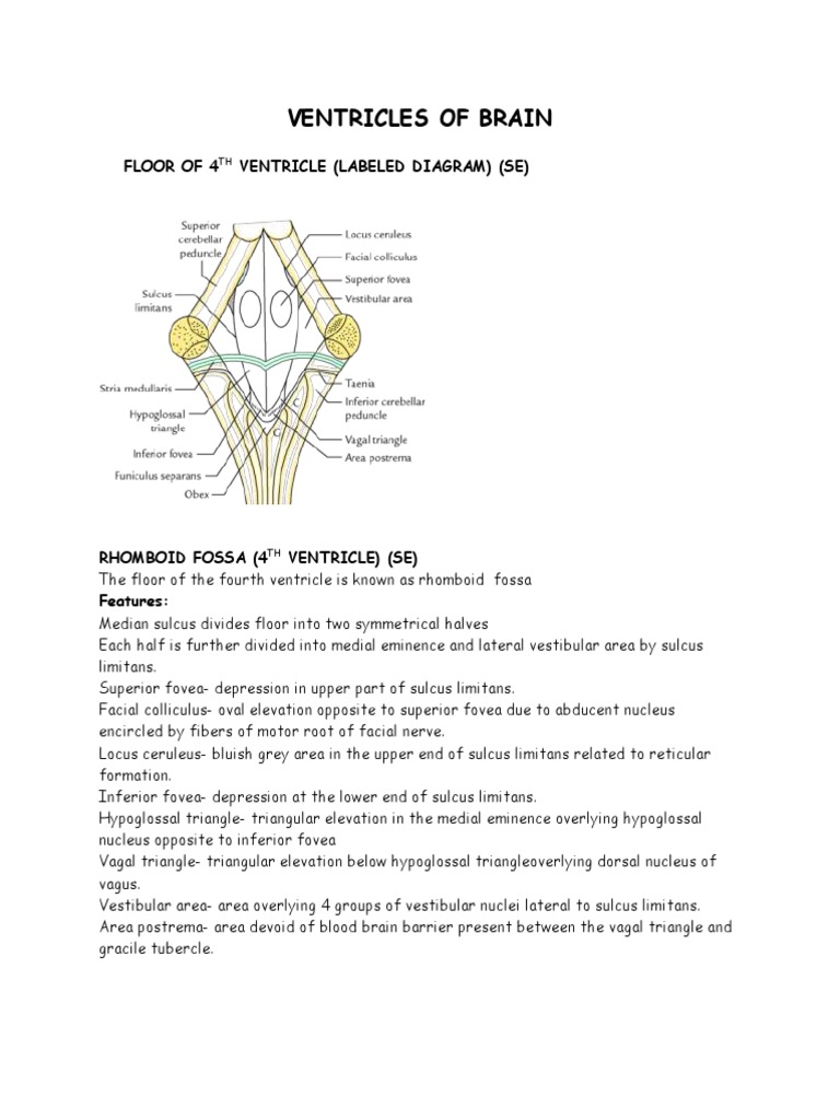 Ventricles of Brain: Floor of 4 Ventricle (Labeled Diagram) (Se) | PDF ...
