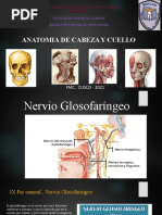 Inervación de La Laringe | PDF