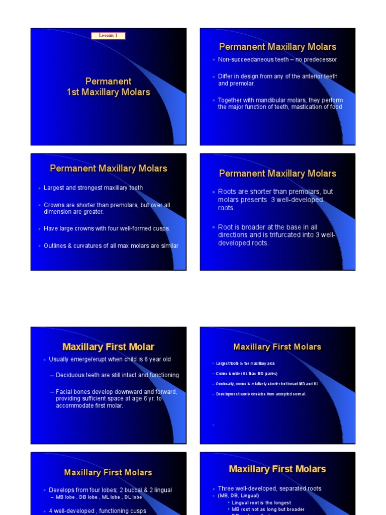 Anatomy, Morphology, and Development of the Permanent Maxillary First ...