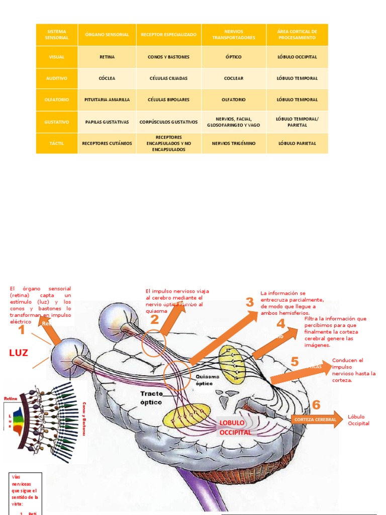 Vías Visuales Del Cerebro | PDF | Percepción visual | Cerebro