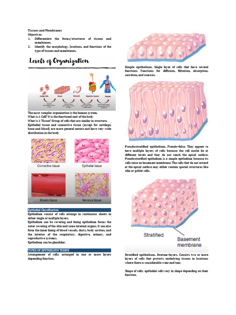 Tissues and Membranes Handout | PDF | Epithelium | Tissue (Biology)