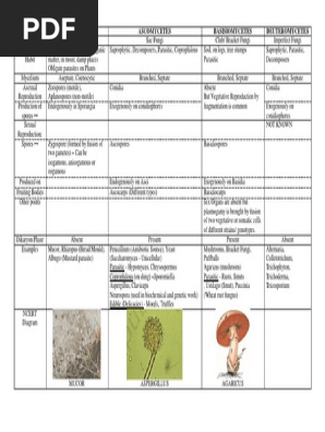 Fungi Taxonomy Classification Chart Reino Fungi Clasificacion
