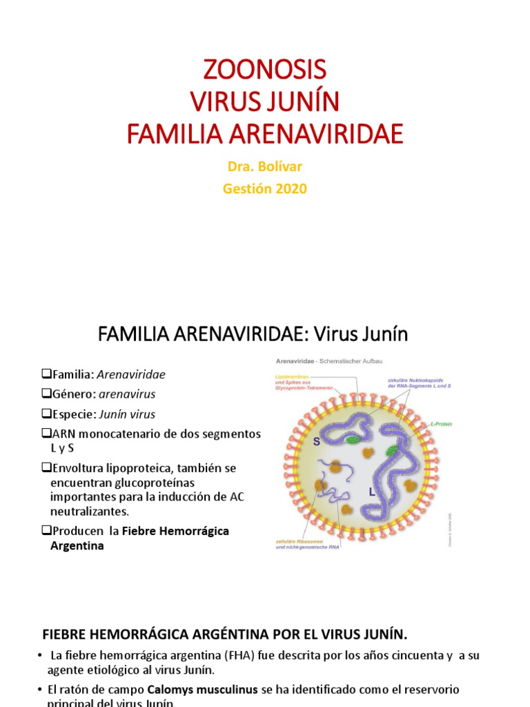 Virus Junín | PDF | Virus | Virología