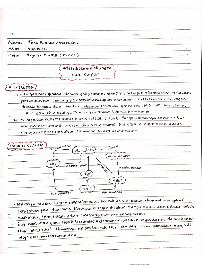 Catatan Metabolisme Nitrogen Dan Sulfur | PDF