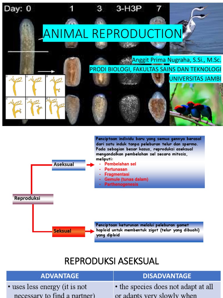 Bahan Reproduksi Hewan | PDF | Sexual Reproduction | Sex