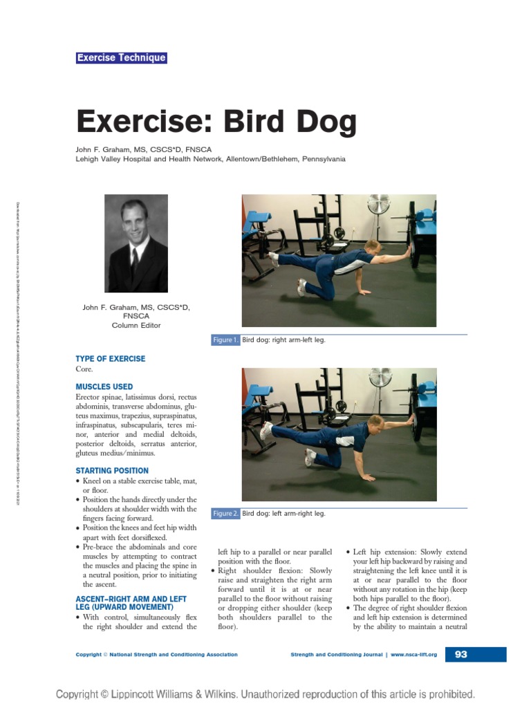 Exercise Bird Dog.13 | PDF | Anatomical Terms Of Motion | Shoulder