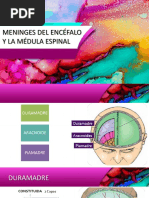 El Saco Dural Humano | PDF | Médula espinal | Anatomía