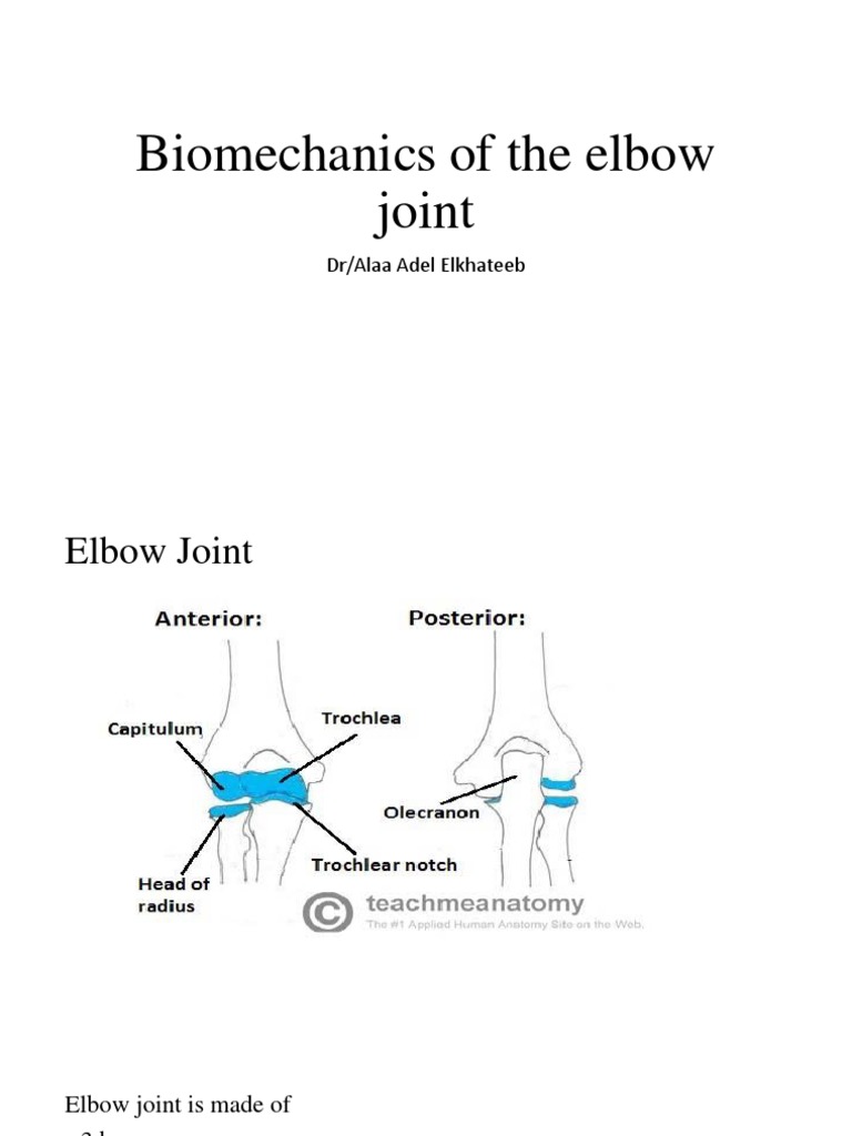 Elbow Biomechanics 4th Secion | PDF | Elbow | Anatomical Terms Of Motion