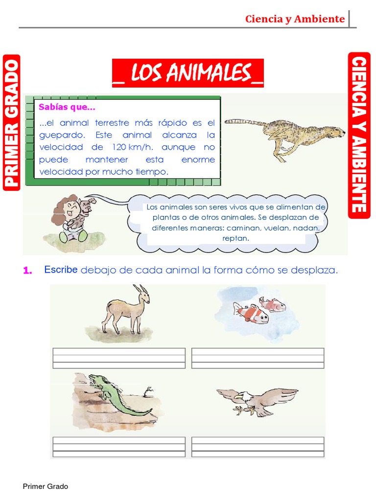 Animales y sus características para 1er grado | PDF