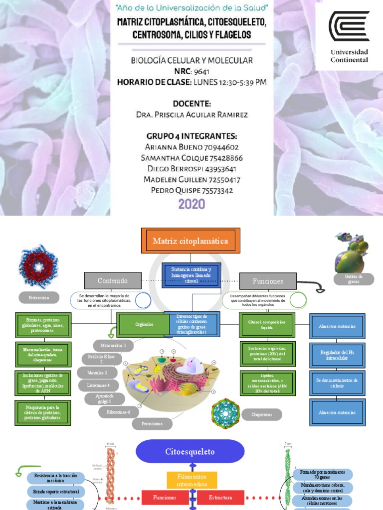 Biología Molecular-organigrama-Matriz Citoplasmática, Citoesqueleto ...