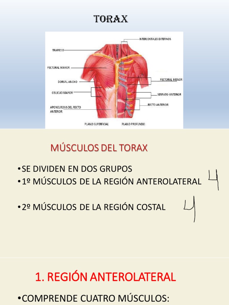 Comparto 'MUSCULOS DEL TORAX' Con Usted | PDF | Tórax | Sistema ...