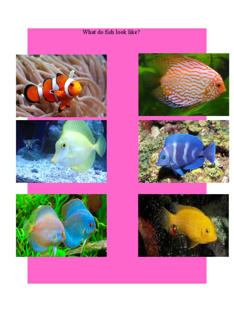 What Do Fish Look Like | PDF
