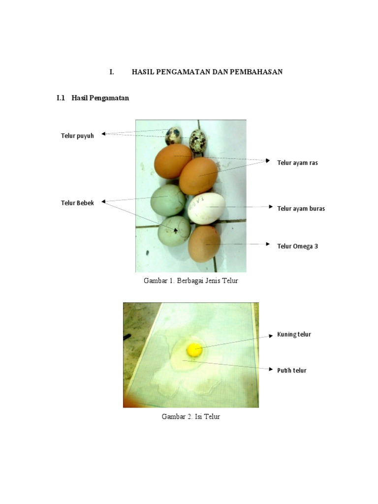 Pengamatan Karakteristik Telur | PDF