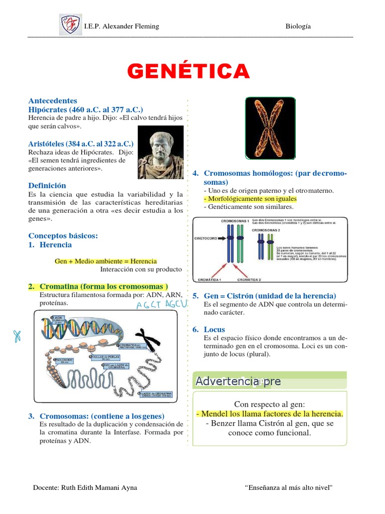 Conceptos Basicos de Genetica | PDF | Dominancia (Genética) | Genética Conceptos Basicos de Genetica | PDF | Dominancia (Genética) | Genética