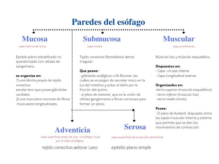 Anatomía y Estructura del Esófago | PDF | Músculo | Especialidades Medicas