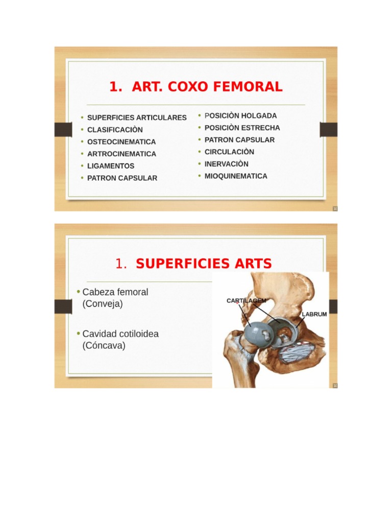 Articulación Coxofemoral | PDF